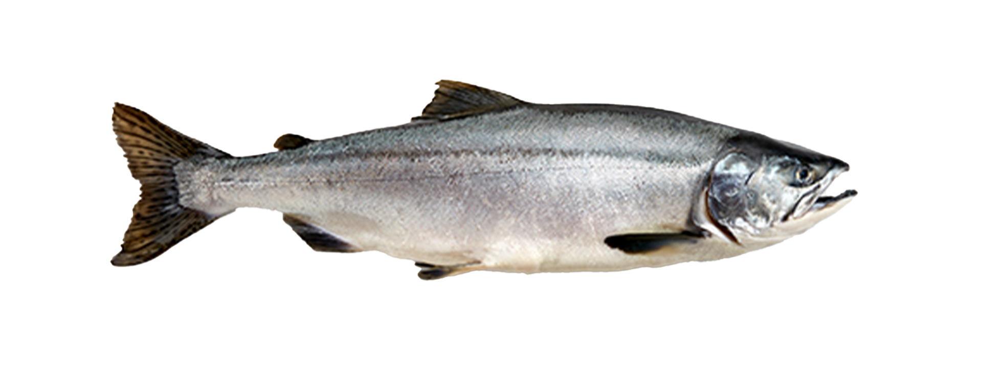 Frisch und von bester Qualität — Alaska Wildfisch